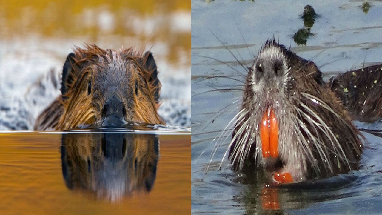 Beaver Nutria The Differences Youtube