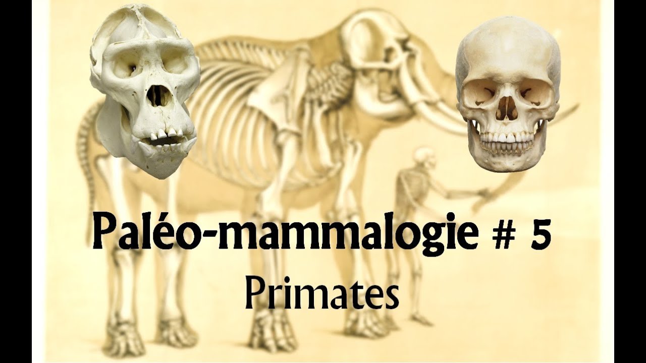 Paléomammalogie 5 Primates Youtube