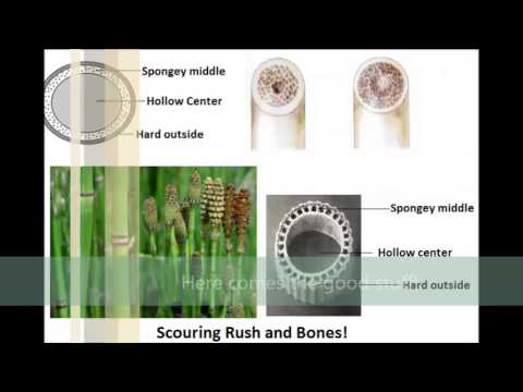 Creators Garden: Scouring Rush