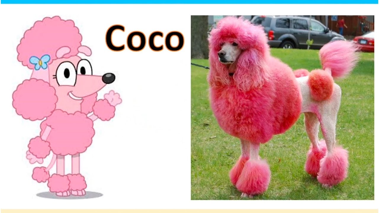Bluey Characters In Real Life 2021 All Characters Youtube