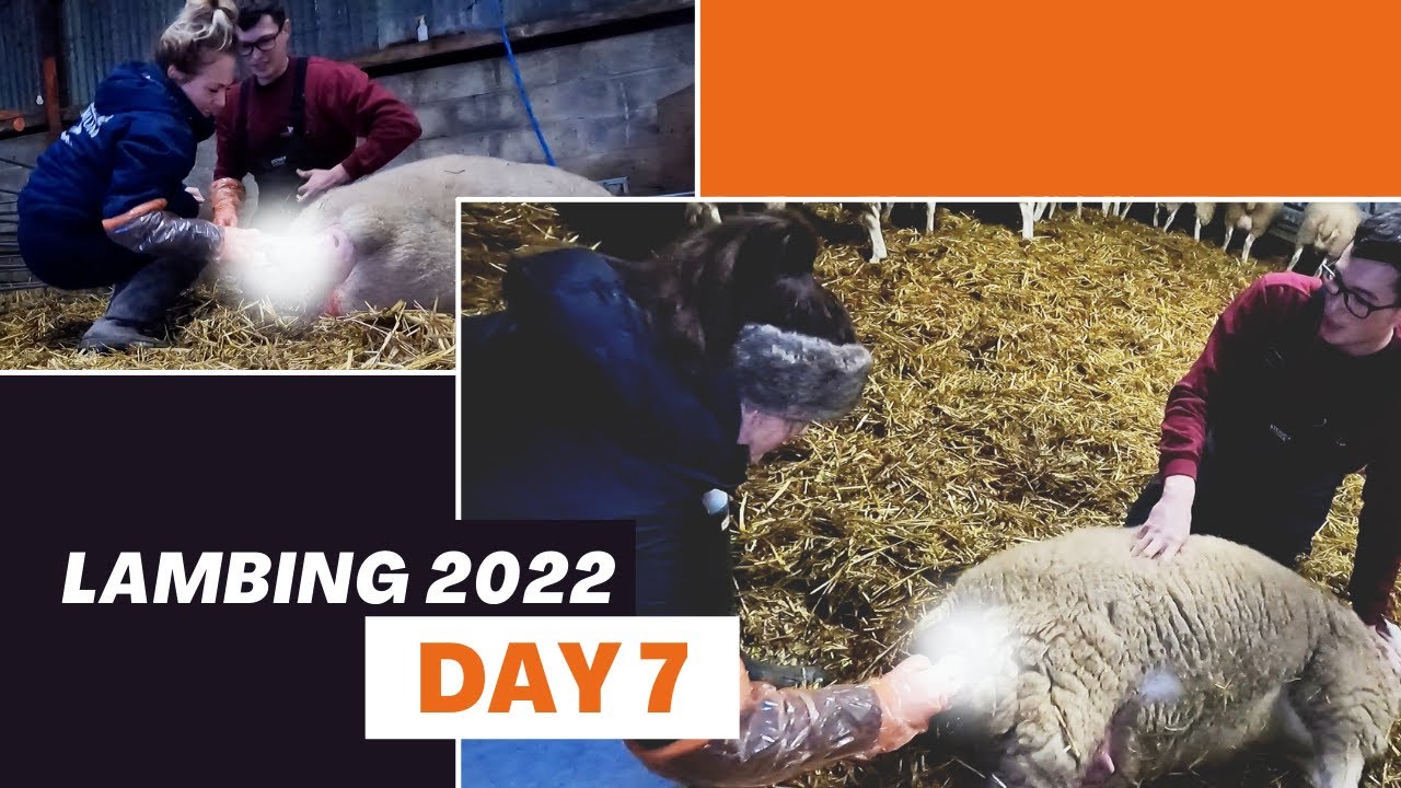A Day Of Choas And First Time Lambing Sheep Vlog 7 Lambing 2022