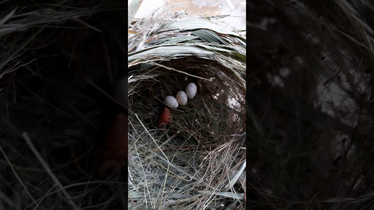 Worlds Smallest Bird Egg