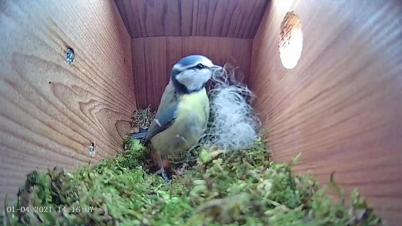 1st April 2021 Blue Tit Nest Box Live Camera Highlights Youtube