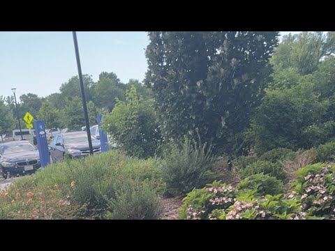 Vlog Stream Youtube