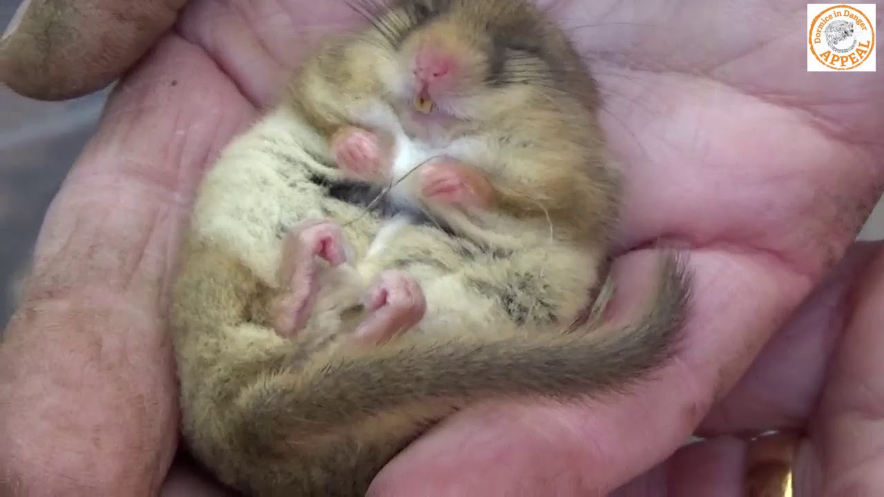 Dormice In Danger Appeal Youtube