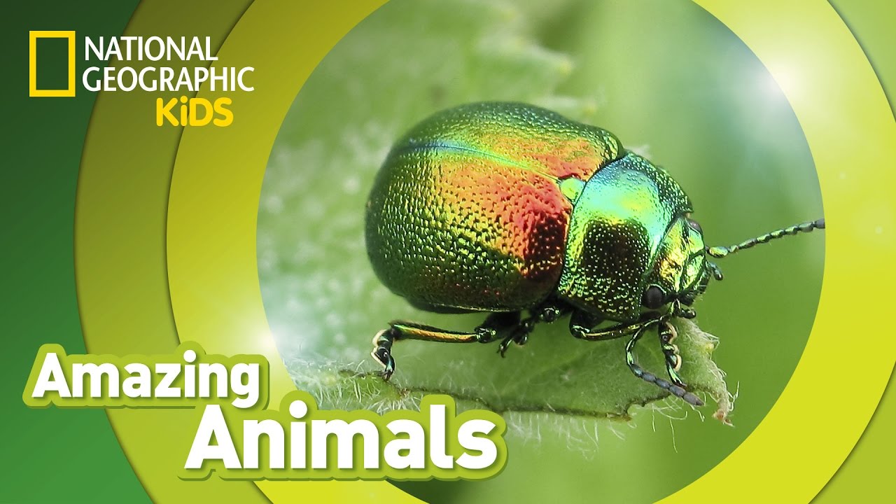 Beetle рџђћ Amazing Animals Youtube