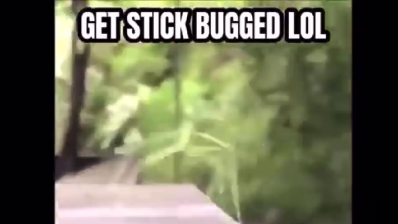 Stickbug Dance Youtube