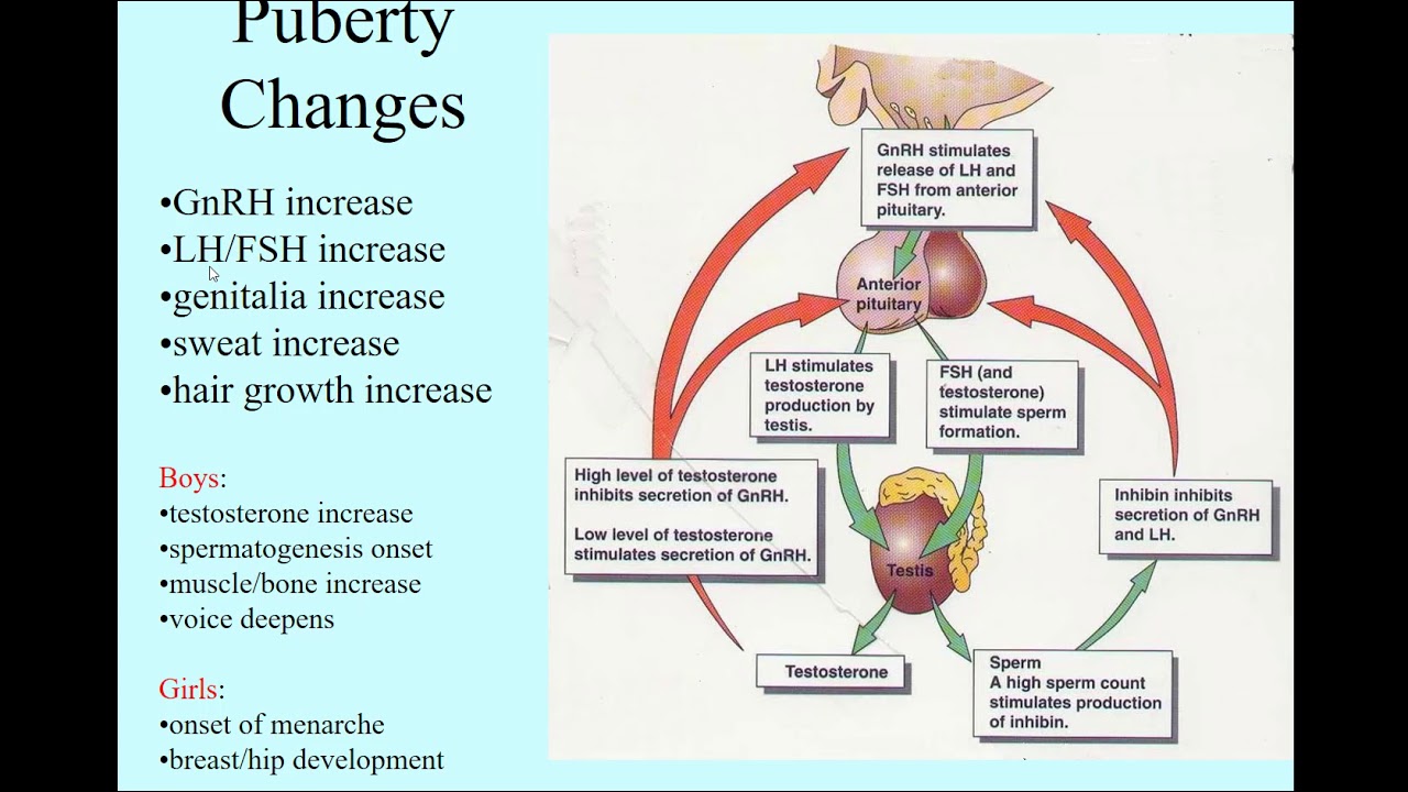 Puberty Youtube