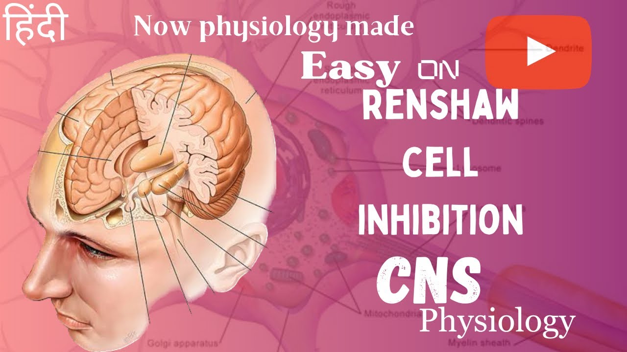 Cns Renshaw Cell Inhibition Physiology Central Nervous System