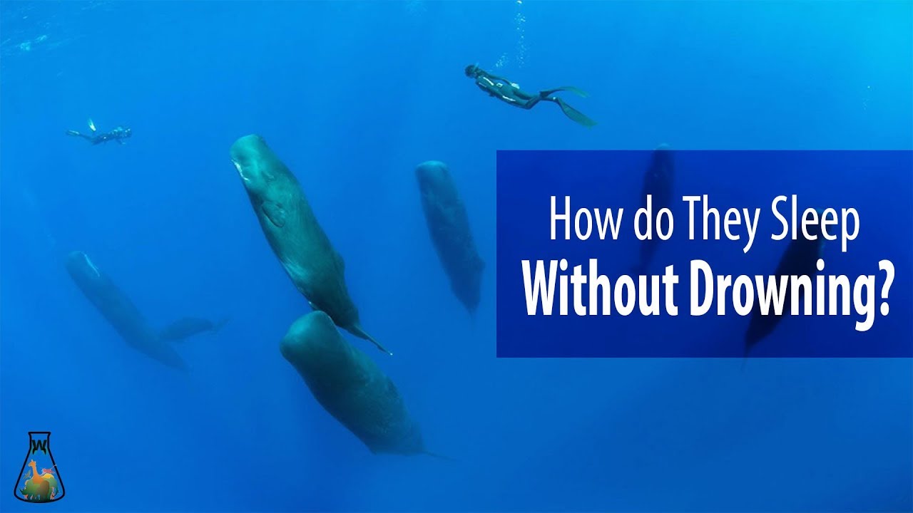 How Do Whales And Dolphins Sleep Without Drowning Youtube