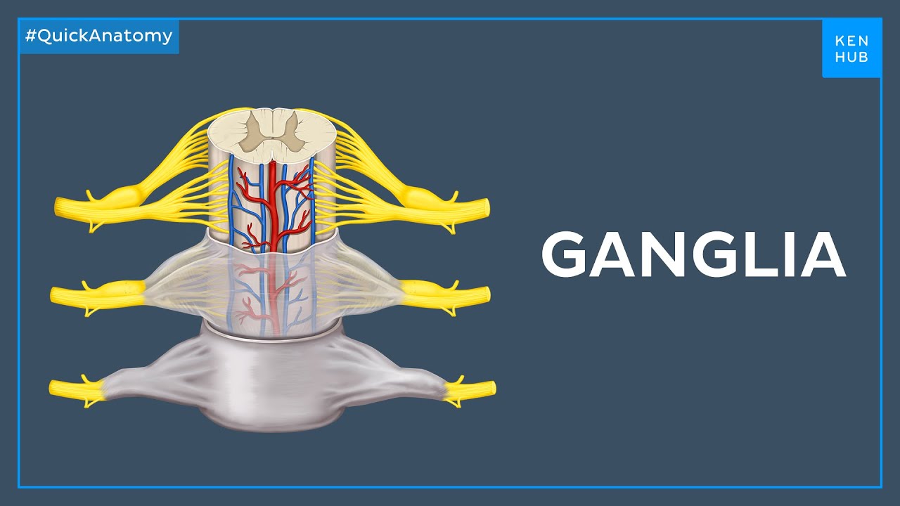 Types Of Ganglia Quick Anatomy Kenhub Youtube