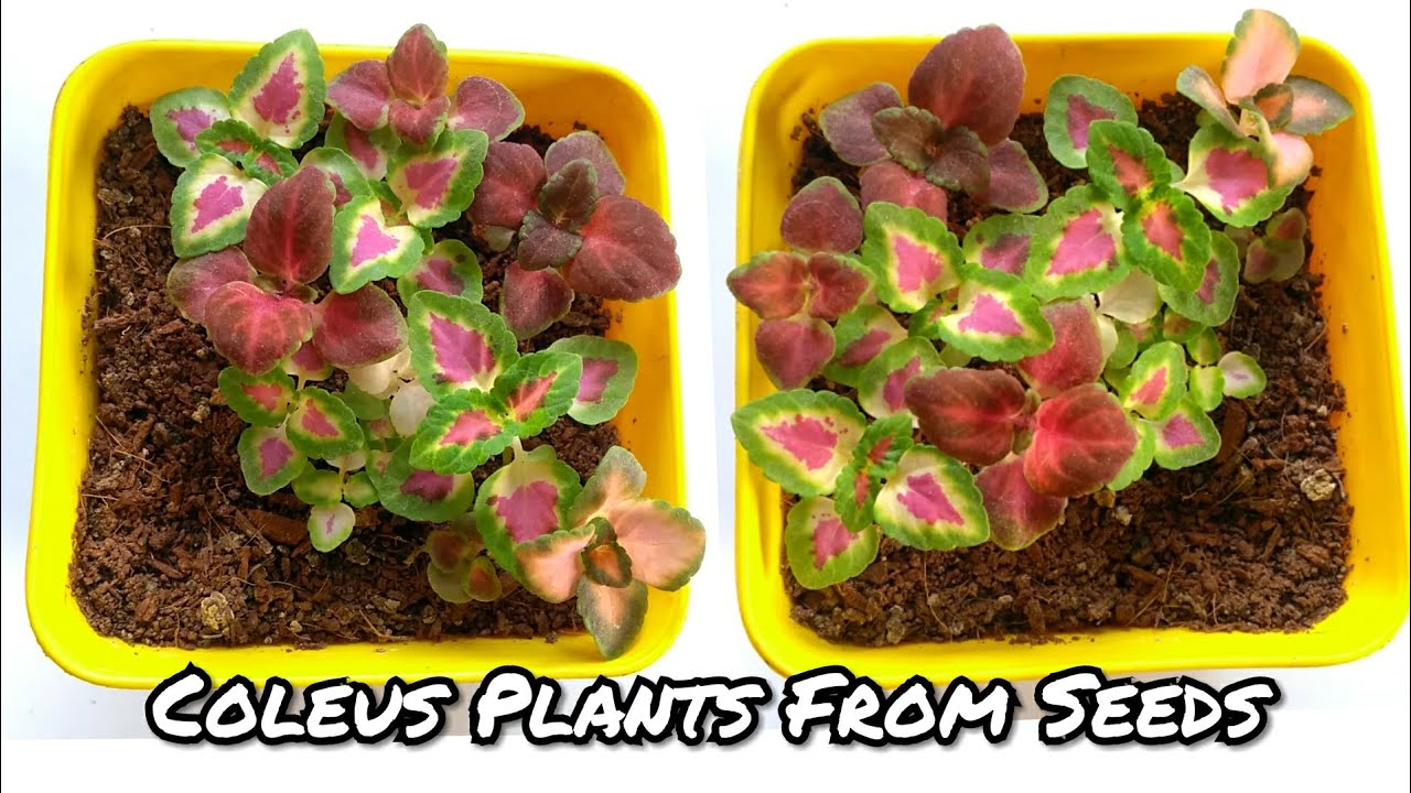 How To Grow Coleus From Seeds Coleus Mix Seeds Germination Process