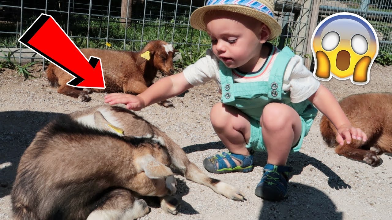 Petting Zoo Fun Youtube