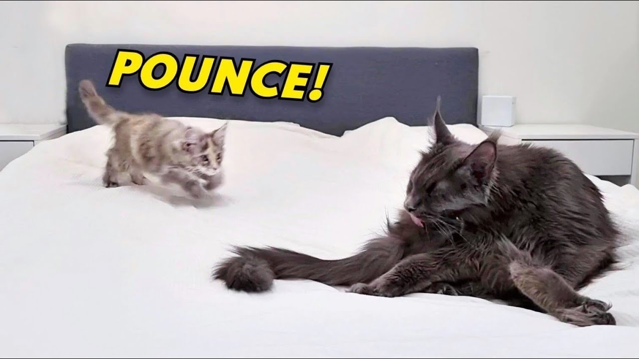 The Most Adorable Butt Wiggle And Pounce Ever Youtube