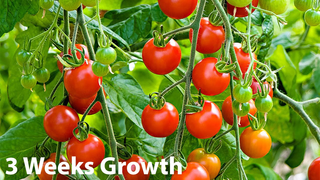 Supersweet 100 Organic Cherry Tomato Plant 3 Week Update Youtube