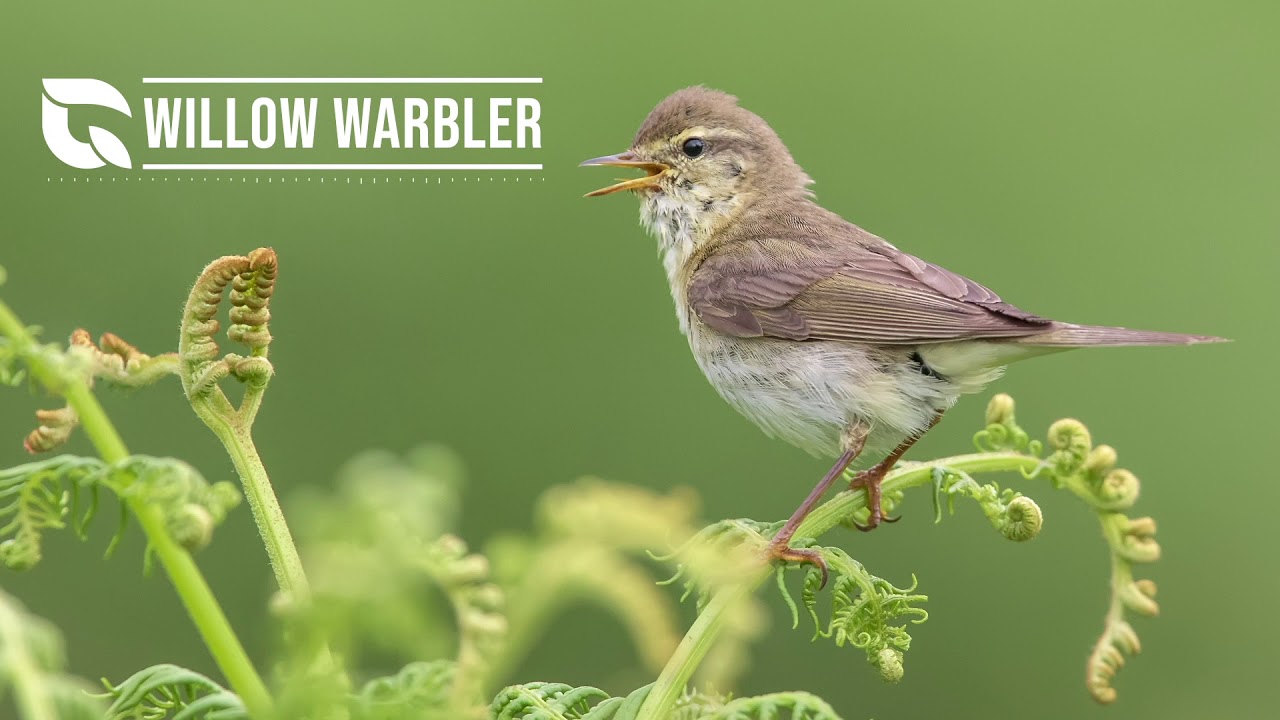 Willow Warbler Song Youtube