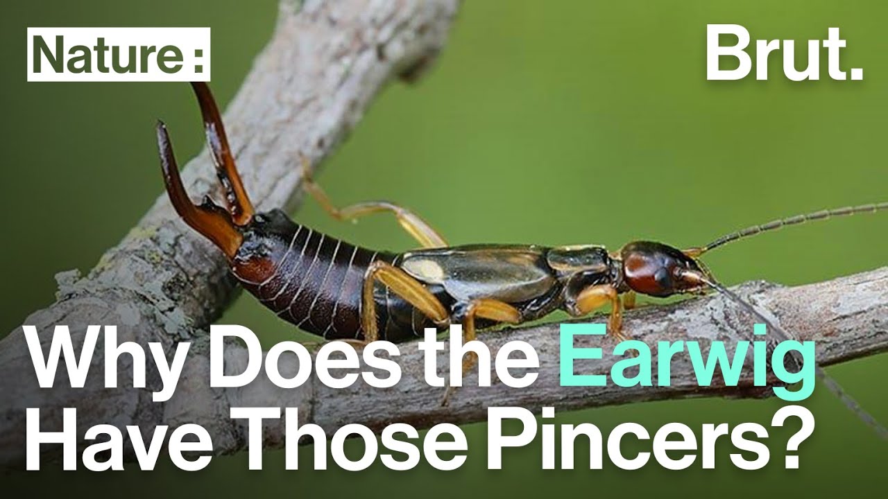 Why Does The Earwig Have Those Pincers Youtube
