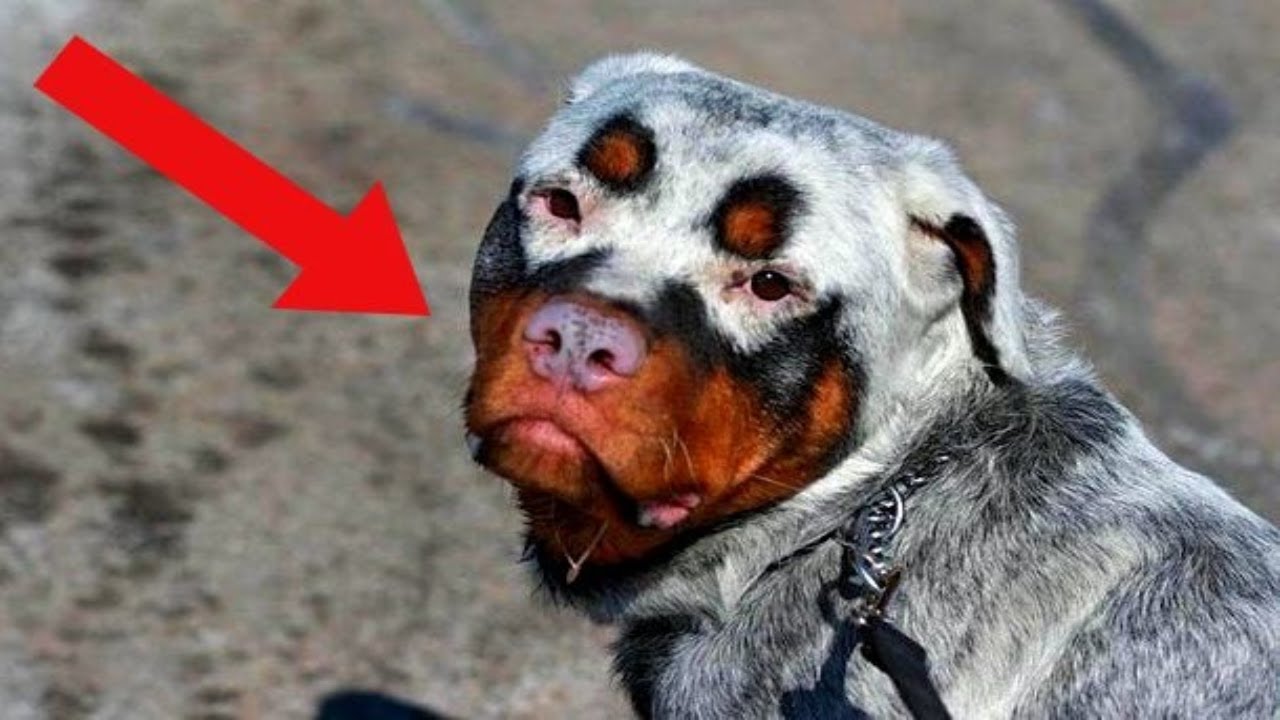 Most Unusual Dog Breeds Youtube