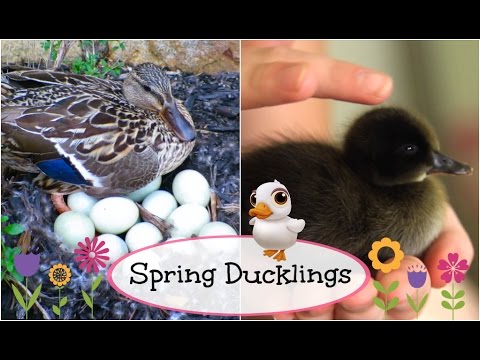 Baby Ducks Hatch Live Vlog Brooklyn And Bailey Youtube