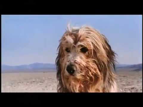A Boy And His Dog Trailer Youtube