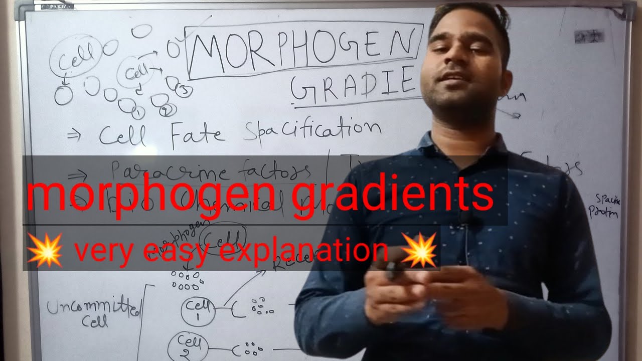 Morphogen Gradient Youtube