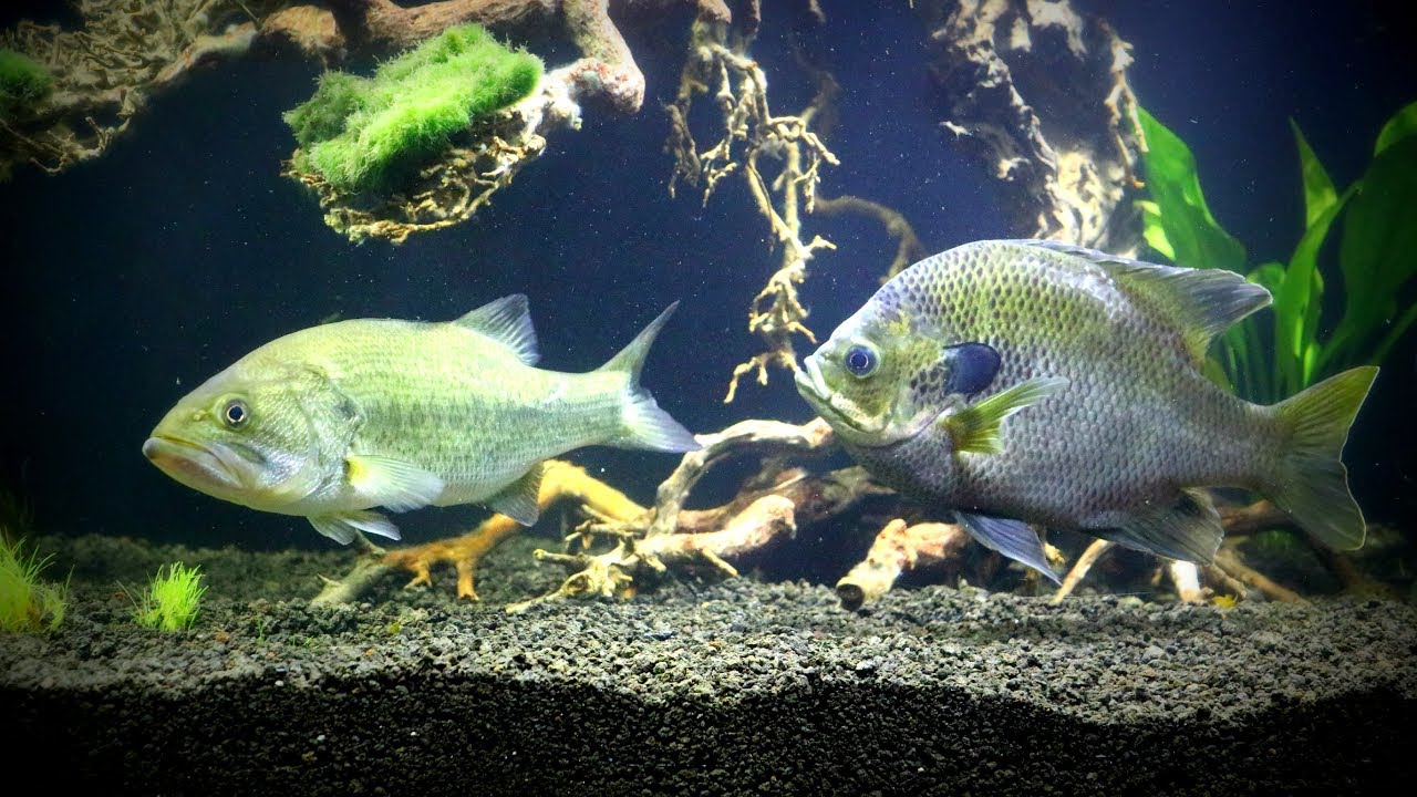 Bluegill Aquarium