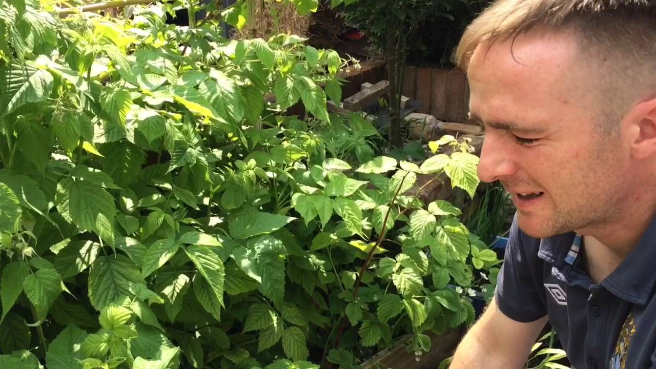 What To Do With Raspberry Suckers Youtube