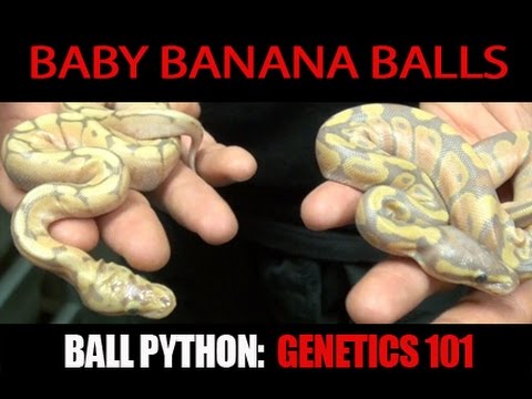 Ball Python Baby Bananas Genetics 101 Youtube
