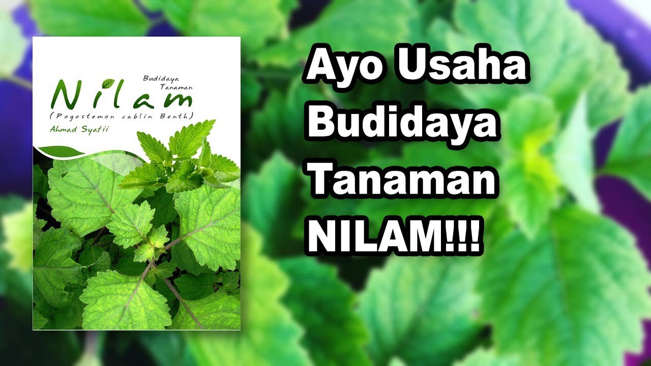 Buku Budidaya Tanaman Nilam Ulasbukudeepublish Eps 95 Youtube