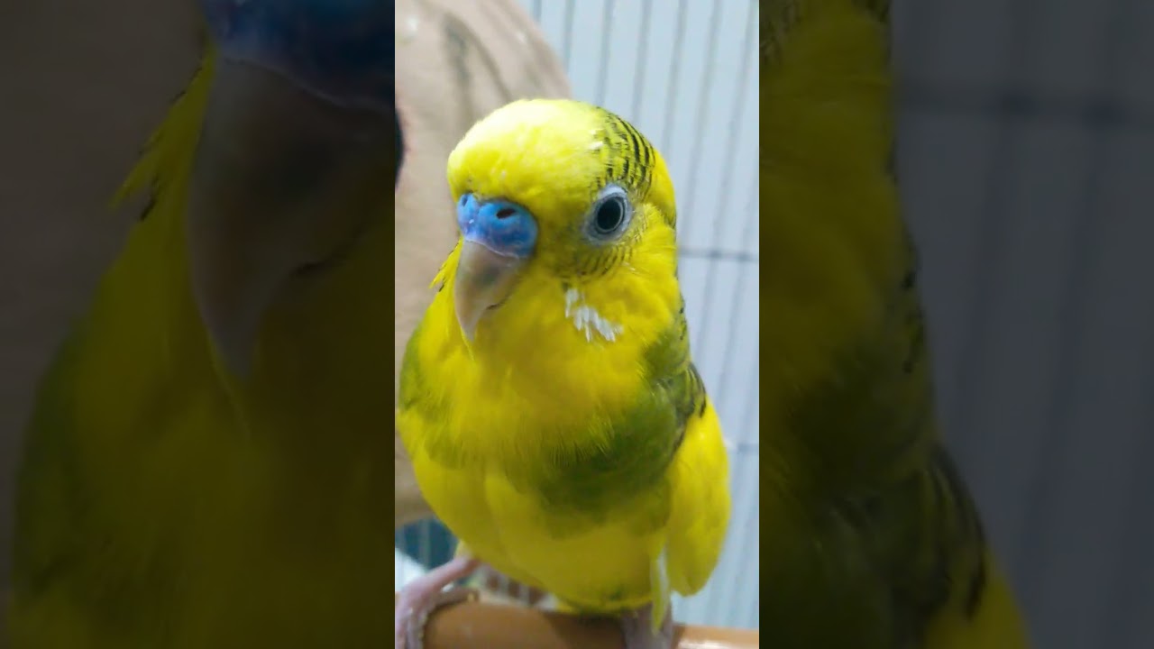Parrots Youtube