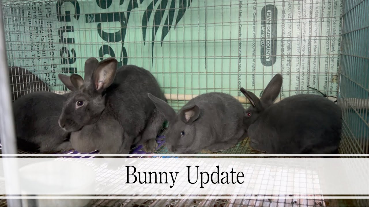 What S Been Going On In Our Rabbitry A Bunny Update Youtube
