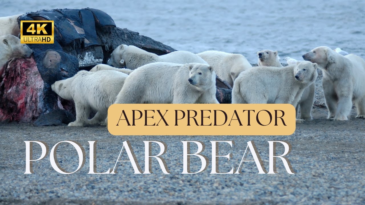 Polar Bears The Arctic S Apex Predators Youtube