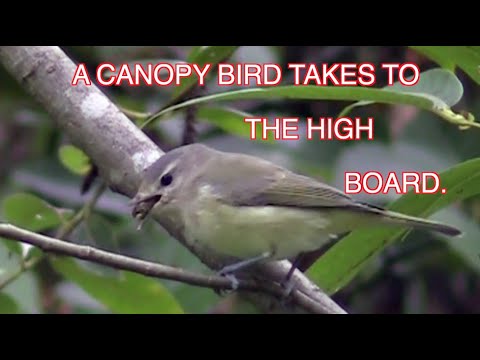 Warbling Vireo Diving Narrated Youtube