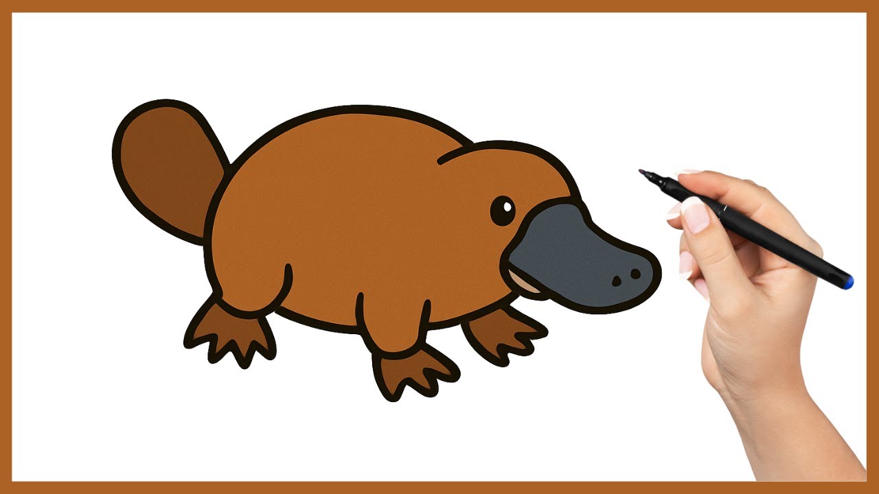 Comment Dessiner Un Ornithorynque Facilement Tuto Dessin étape Par