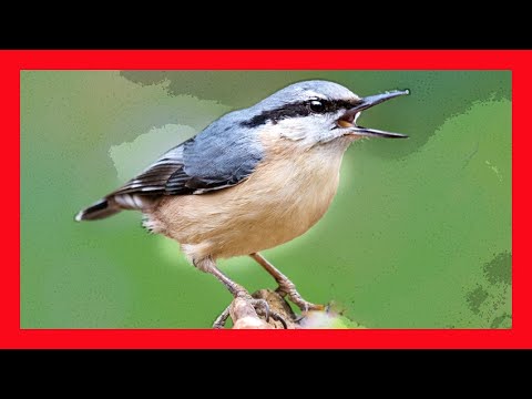 Eurasian Nuthatch Song Eurasian Nuthatch Call Sound Chirp Trepador