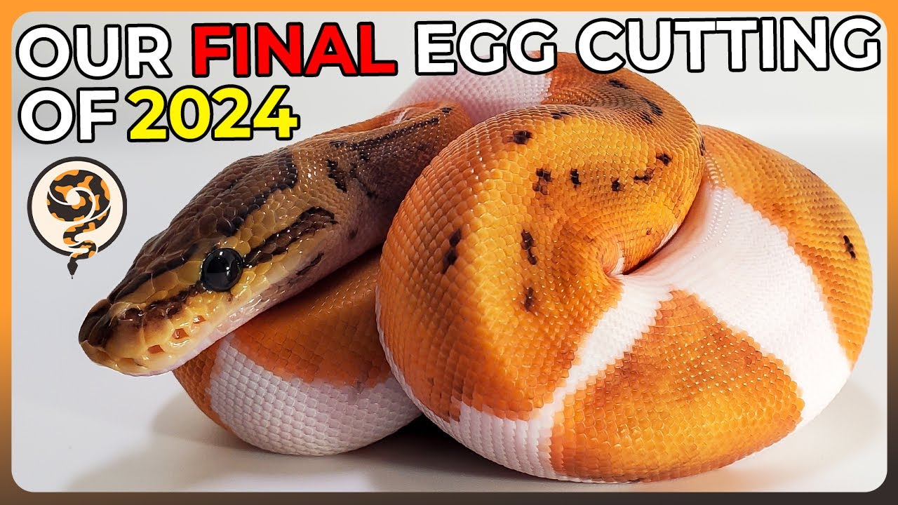 This Is Our Final Ball Python Egg Cutting Of 2024 Youtube
