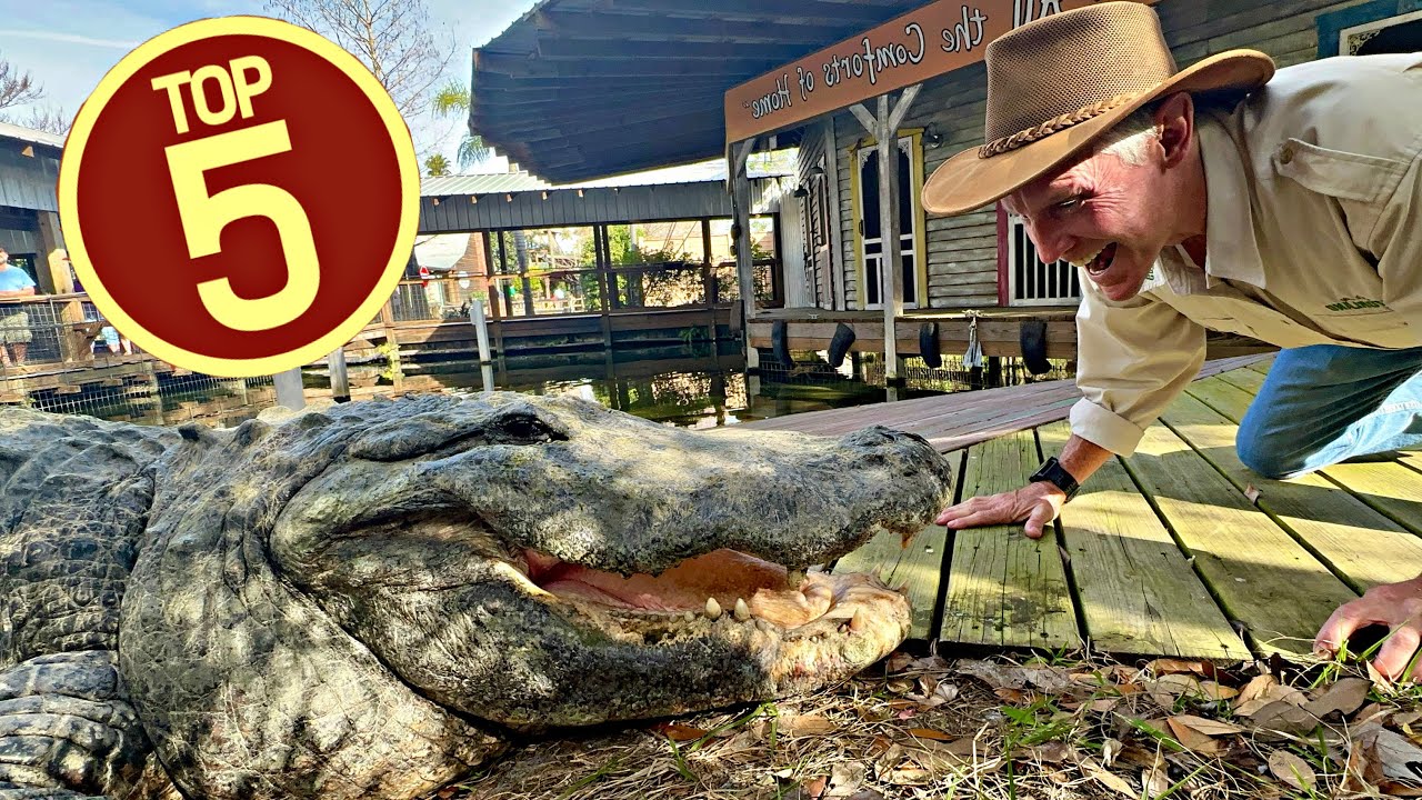 Top 5 Alligators At Gatorland Youtube