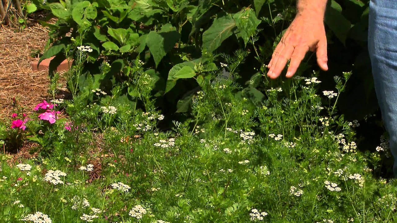 What To Do With Bolting Herbs Youtube