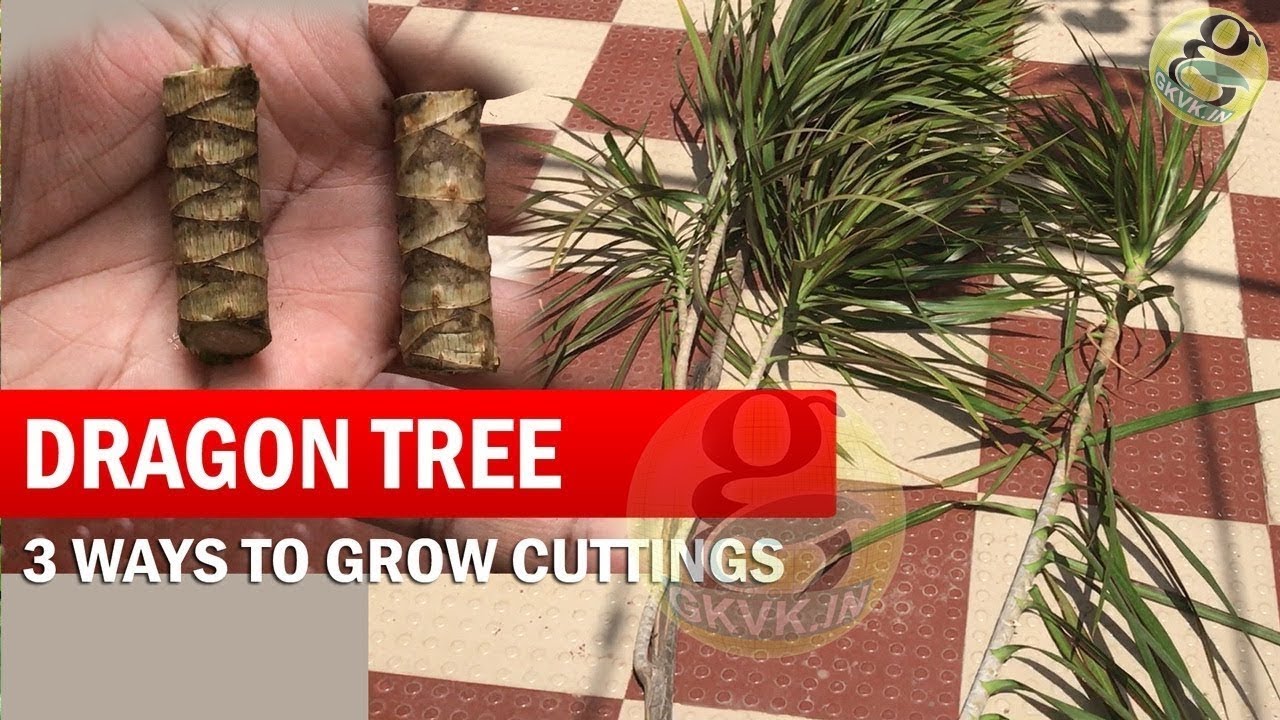 3 Ways To Grow Dracaena Plant From Cuttings How To Propagate Dracaena