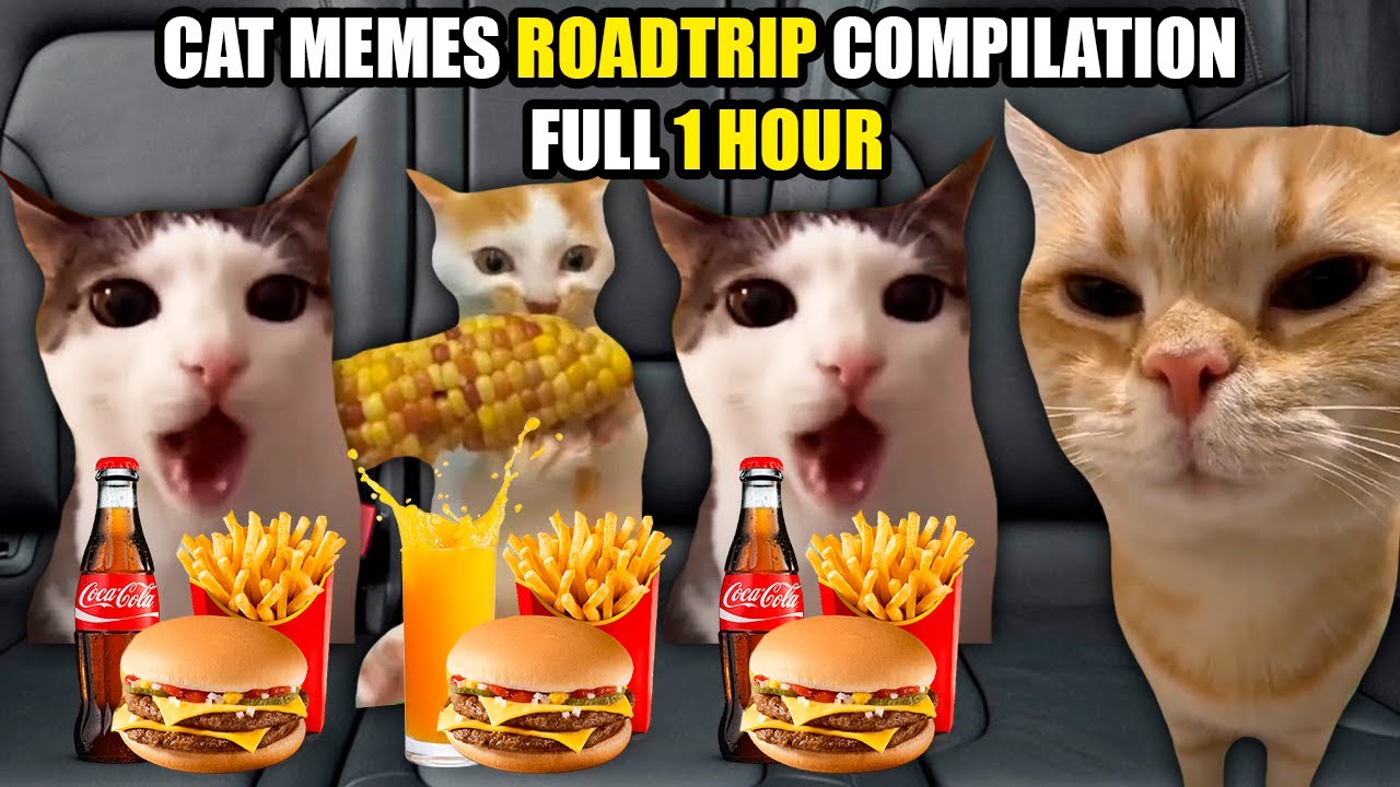 Cat Memes Roadtrip Compilation Full 1 Hour Youtube