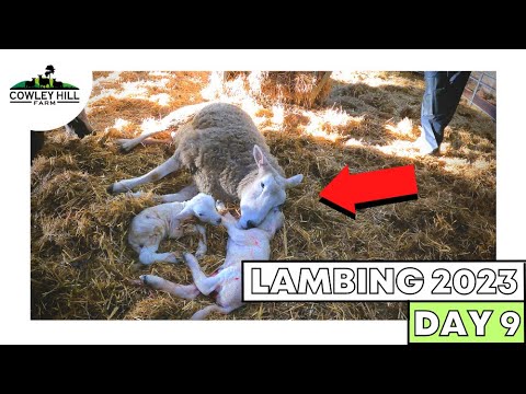 A Day Of Firsts Lambing 2023 Vlog 9 Youtube