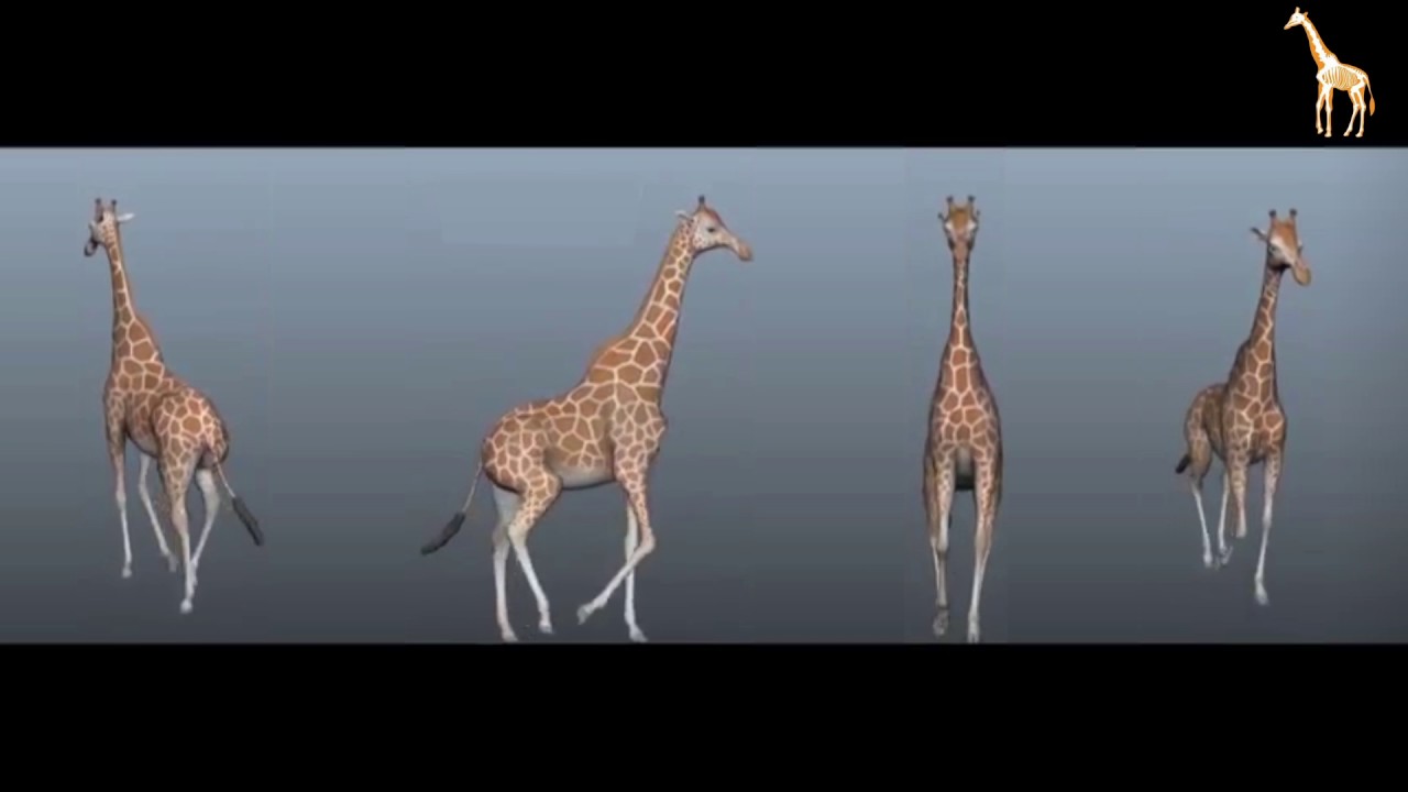 Giraffe Walkcycle And Runcycle Reference Youtube