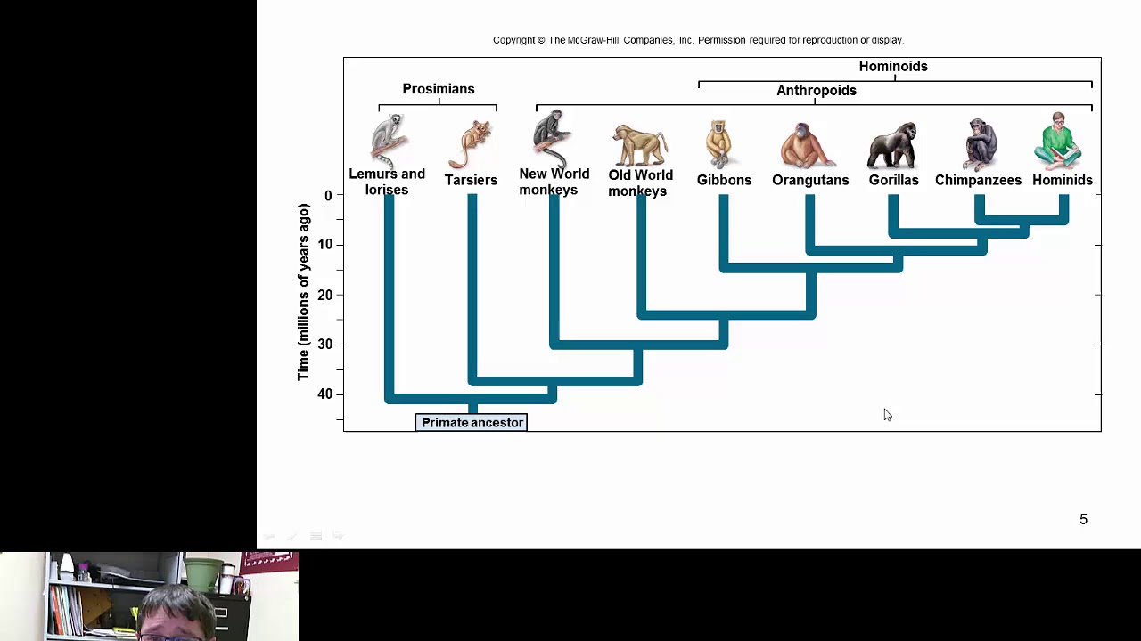 Primate Evolution Chart Evolution Of Hsat6 In Primates And New World