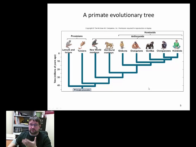 Primate Evolution
