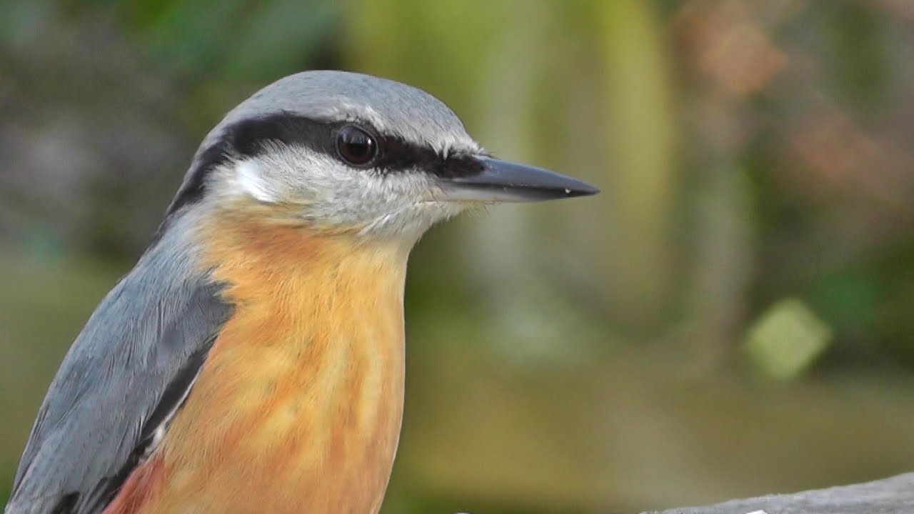Nuthatch Bird Song And Nature Sounds Birds Singing One Hour Of