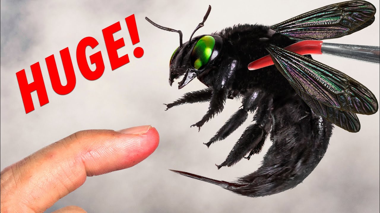 Stung By A Giant Black Bee Youtube