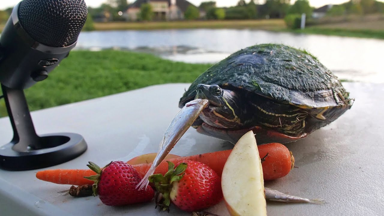 Turtle Asmr Youtube