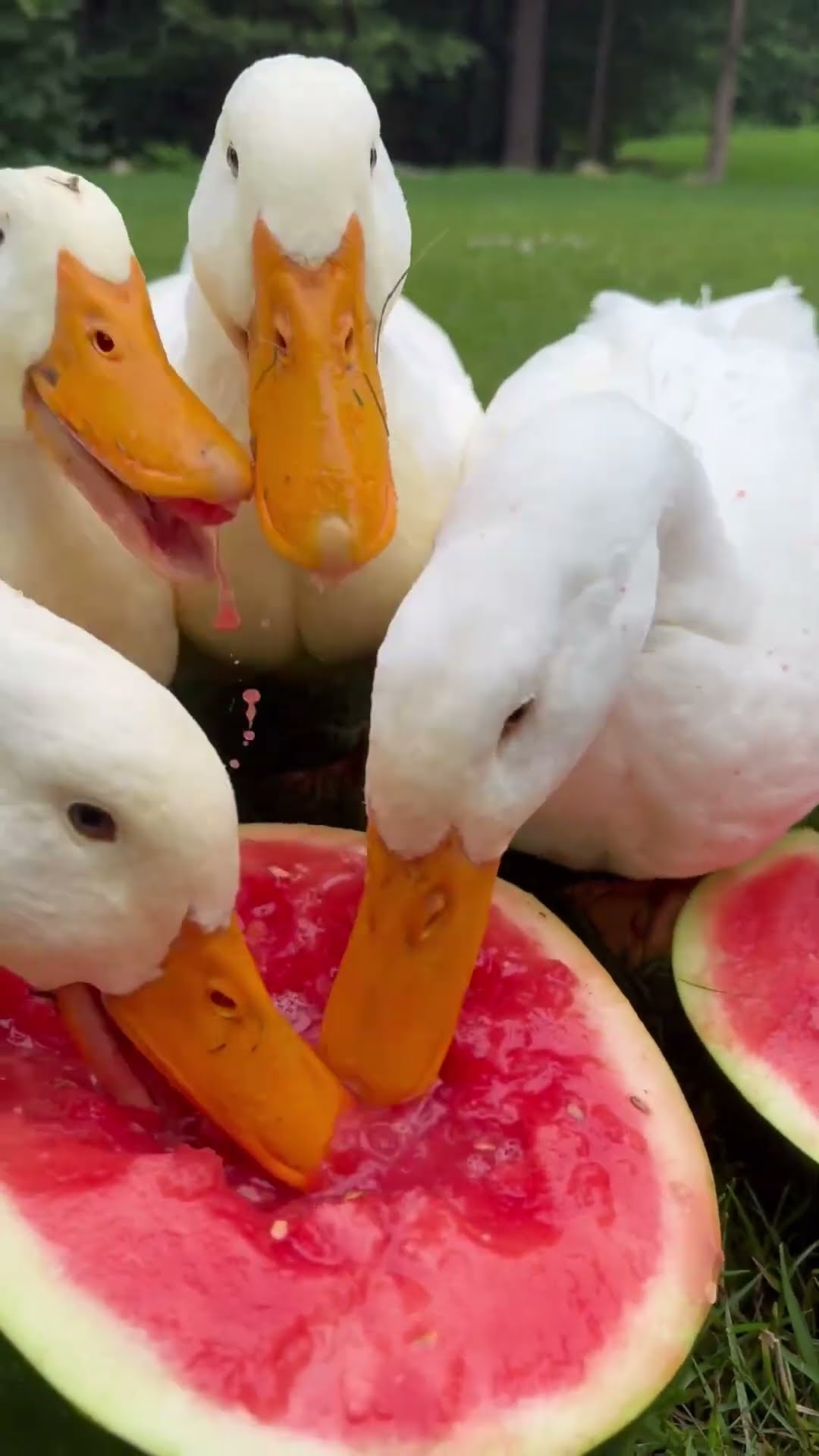 Ducks And Watermelon ёянй Youtube