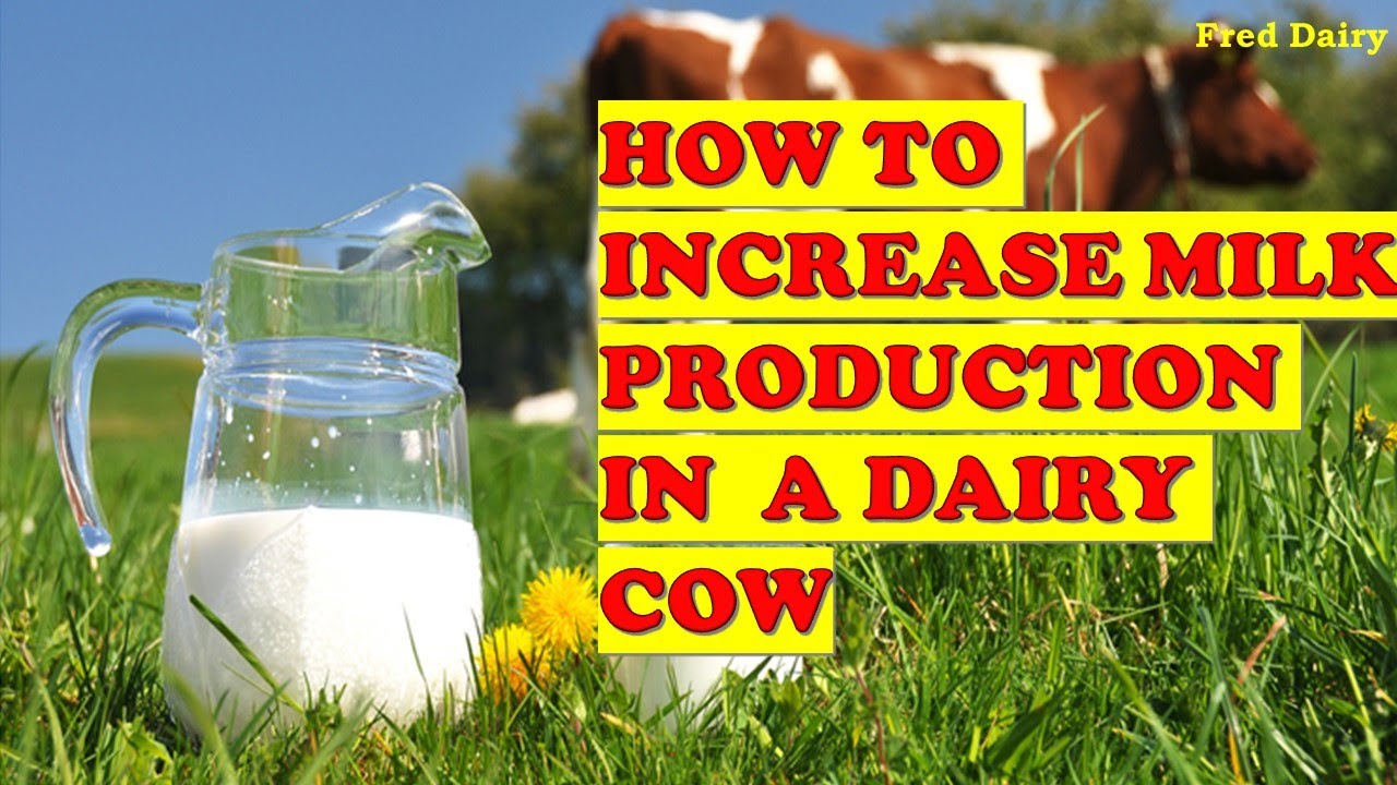 How To Increase Milk Production From A Cow Youtube