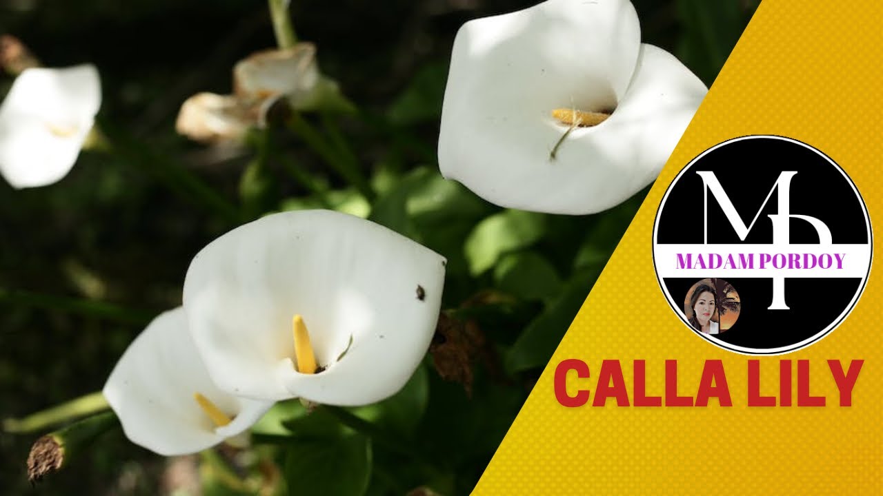 Calla Lily Youtube